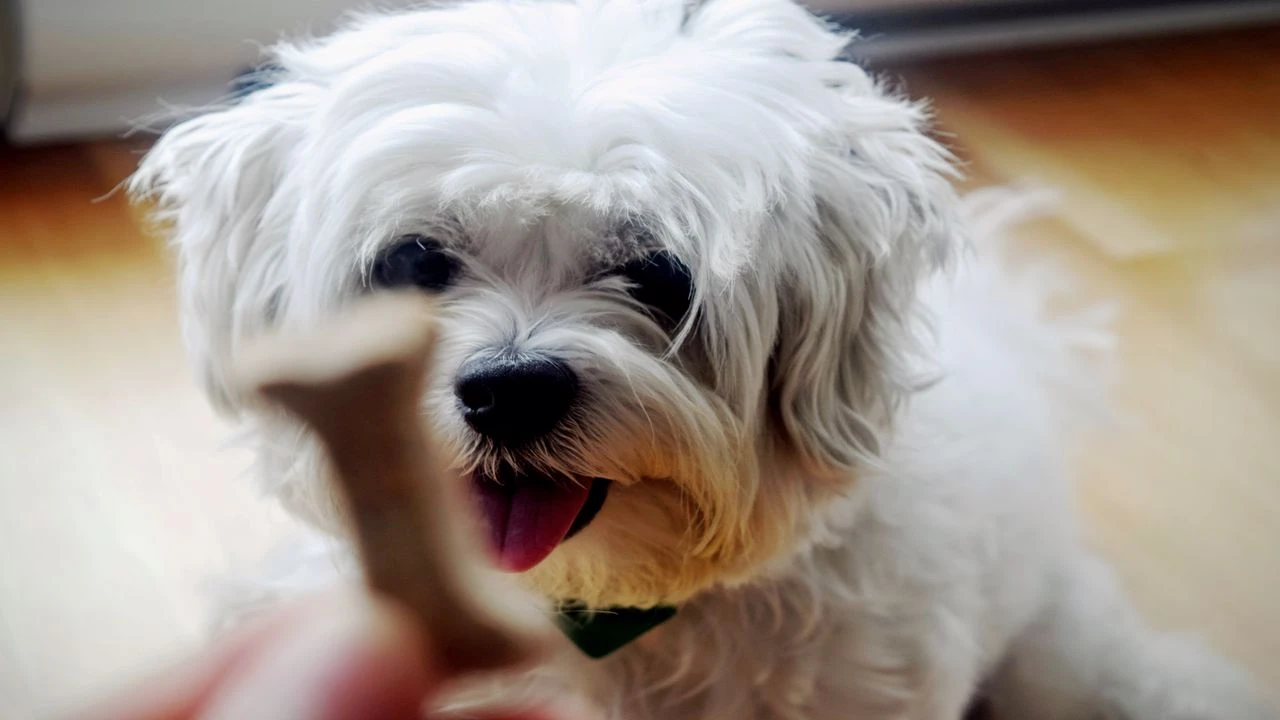 Süs köpeği cinsleri ve özellikleri: Süs köpekleri ile ilgili bilgiler ...